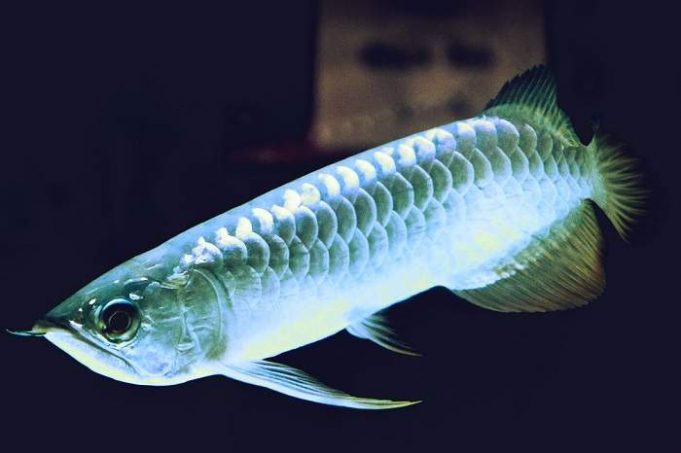 The 10 Most Expensive Fish in the World