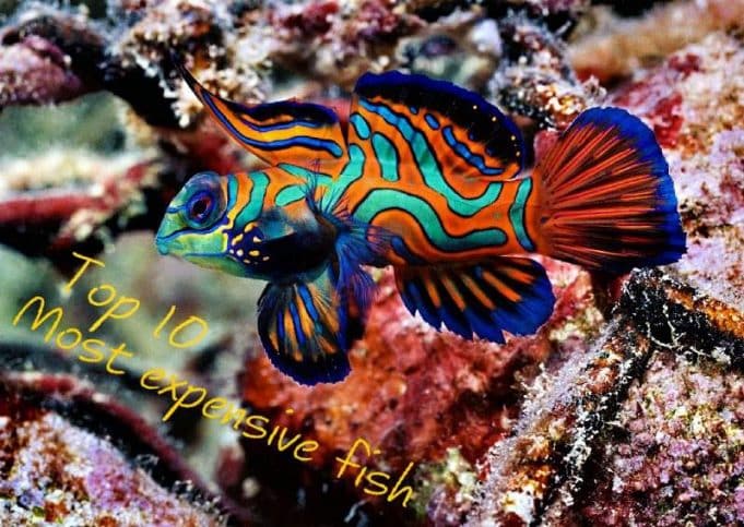 The 10 Most Expensive Fish in the World